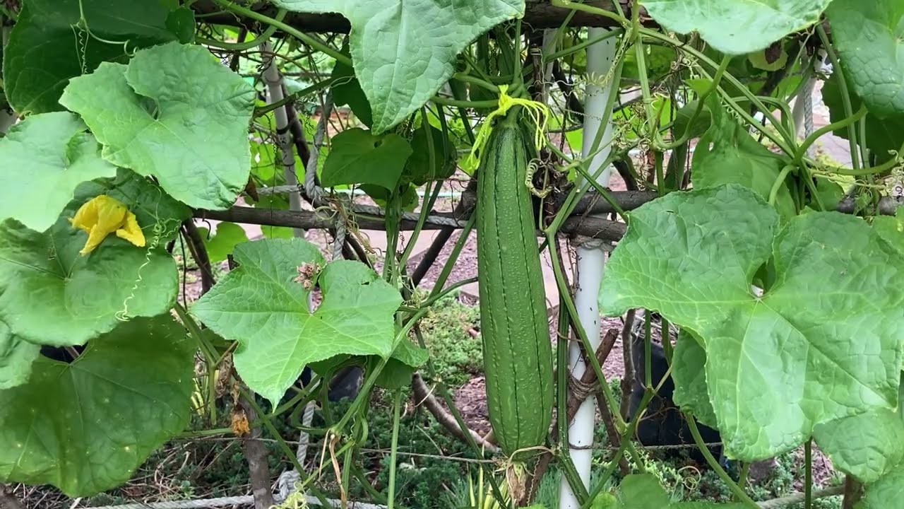 Nature and garden: 10 days luffa growth - YouTube