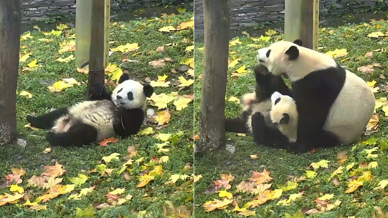 My Mom Is Bao Bao, Episode I 10-29-2022 - YouTube