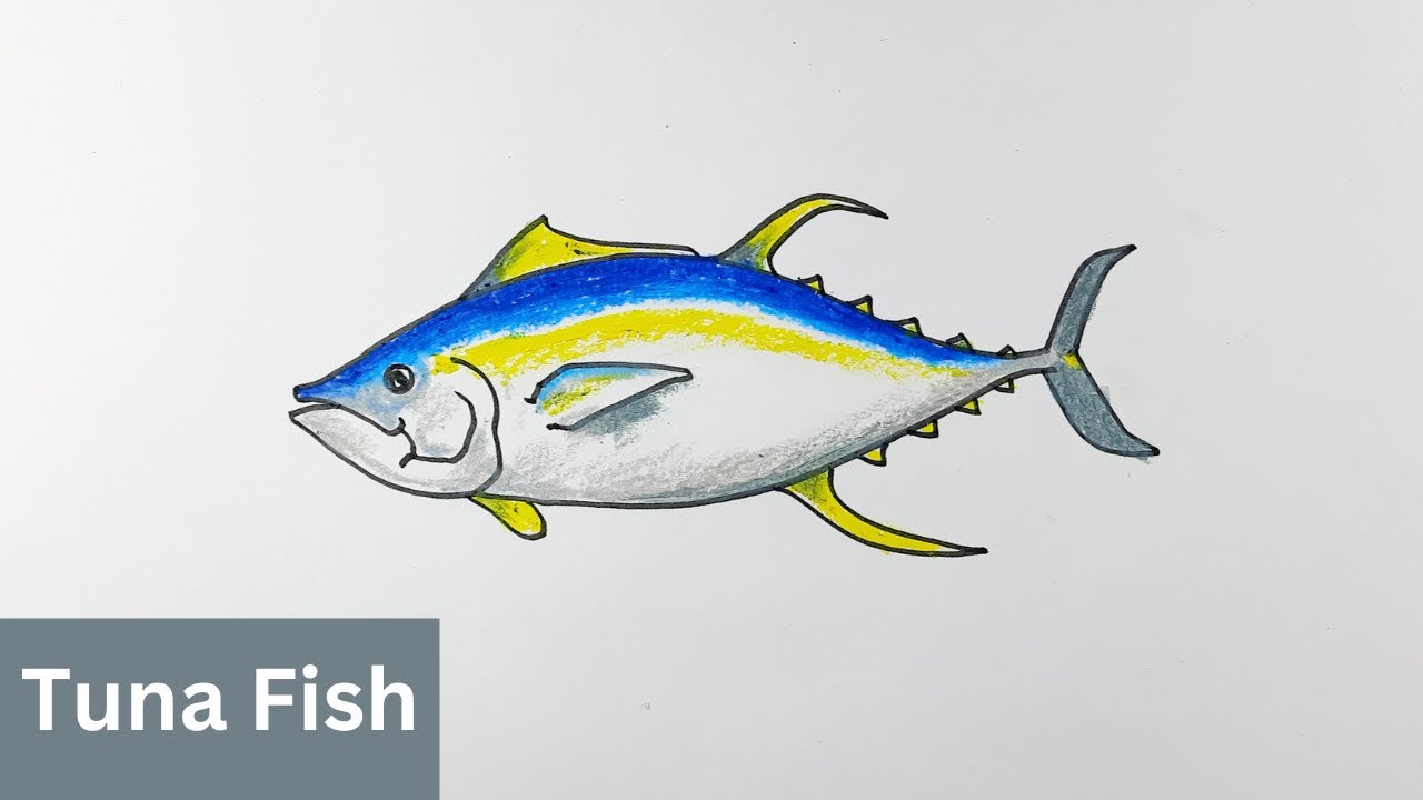 Tuna fish drawing easy step by step/ How to draw Tuna fish? Tuna mach ...