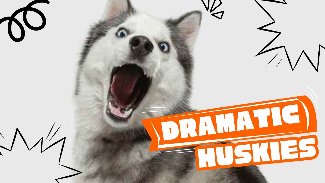 Dramatic Huskies!!! 🐾⁉️ - YouTube