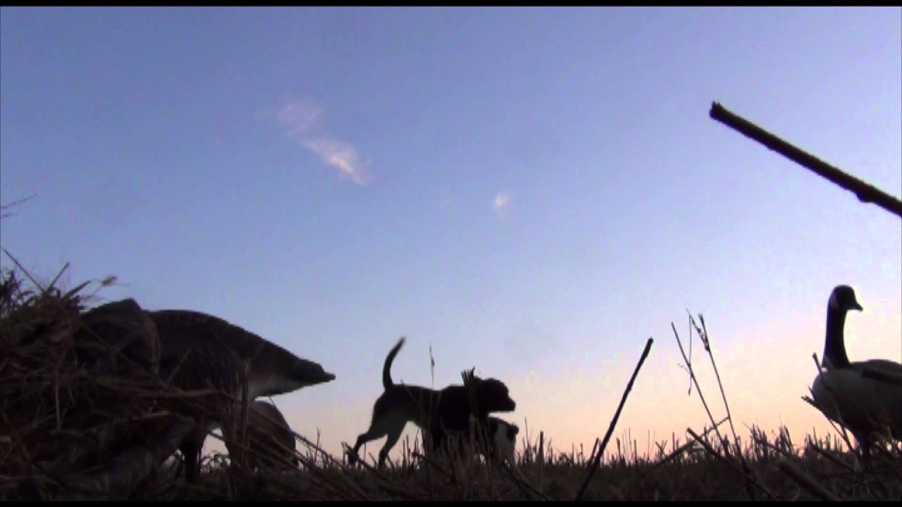 Springer spaniel retrieve goose - YouTube