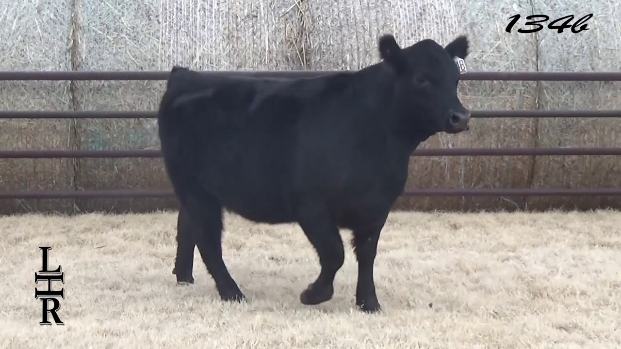 Lazy H Ranch Lot 134b - YouTube
