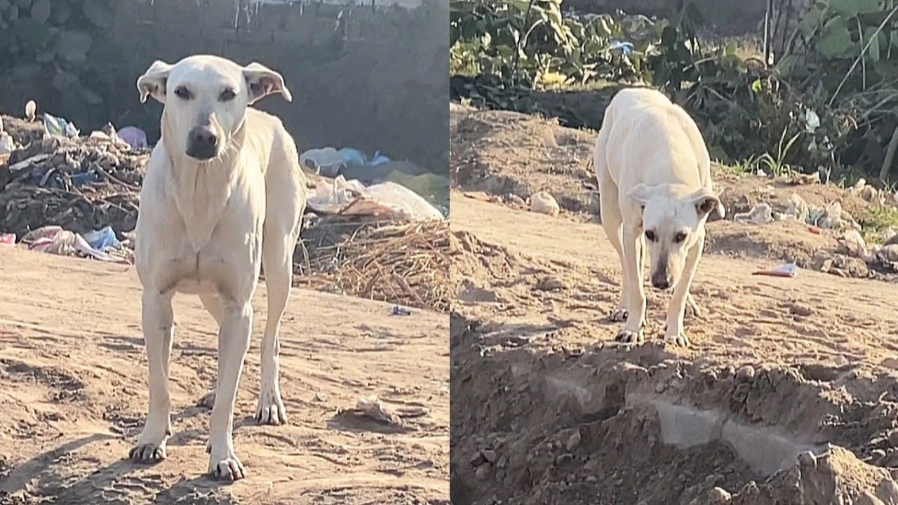 I called this stray white dog to me. - YouTube