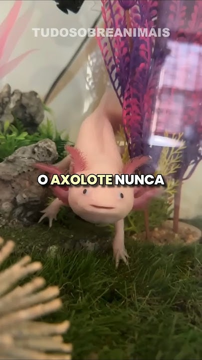 AXOLOTE: O SALAMANDRA QUE NÃO VIRA SAPO E REGẼM! - YouTube