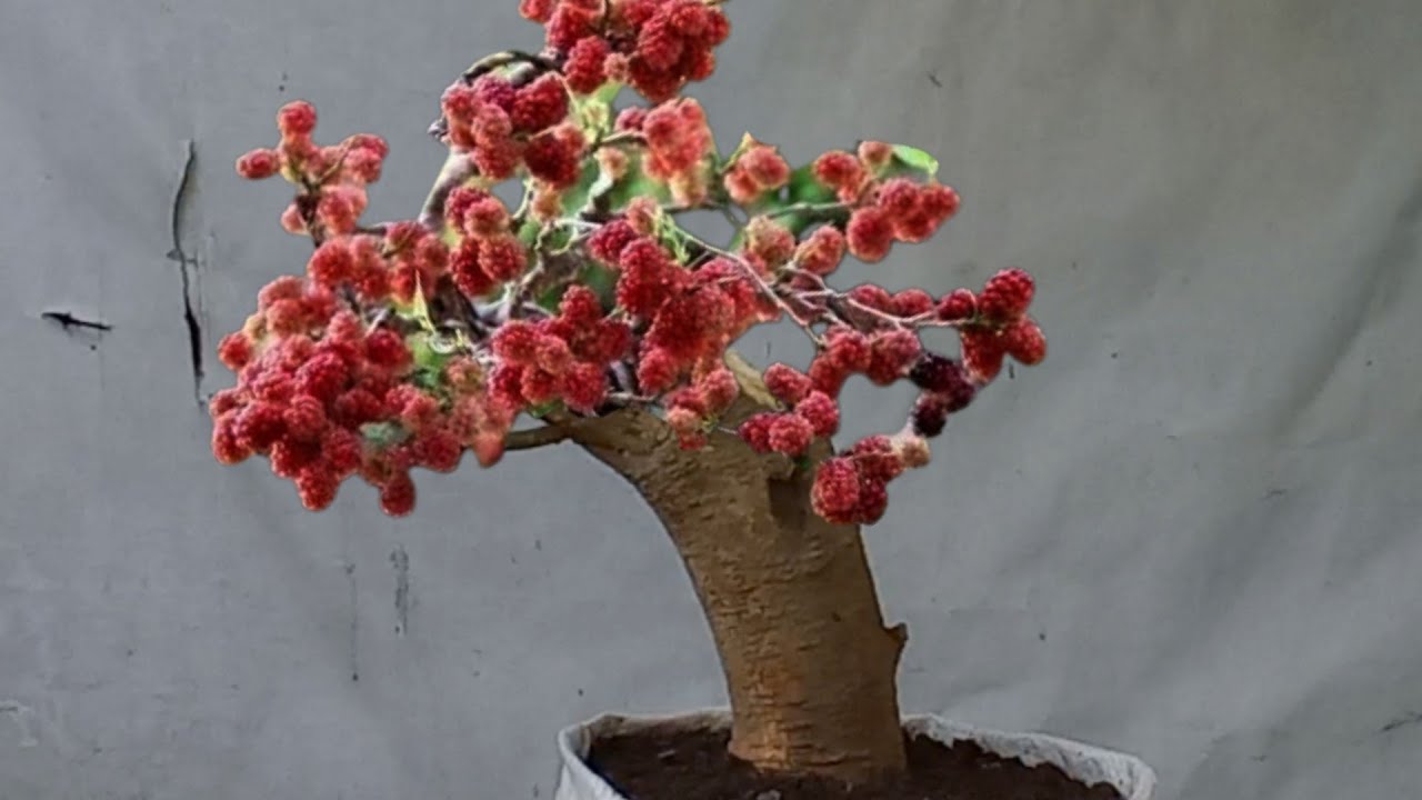 buah kampung yang cuma buat pagar kini jadi bonsai yang banyak diincar ...