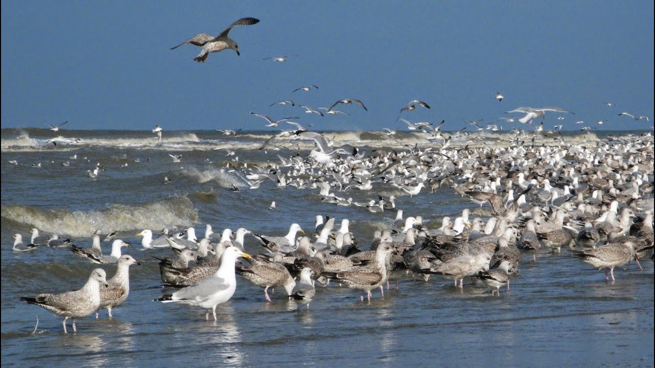 Seagull - Song Bad Company - YouTube