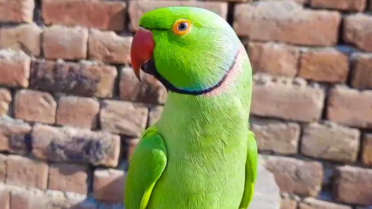 Meet My Super Friendly Talking Parrot Max | Max My So Cute Full Hand ...