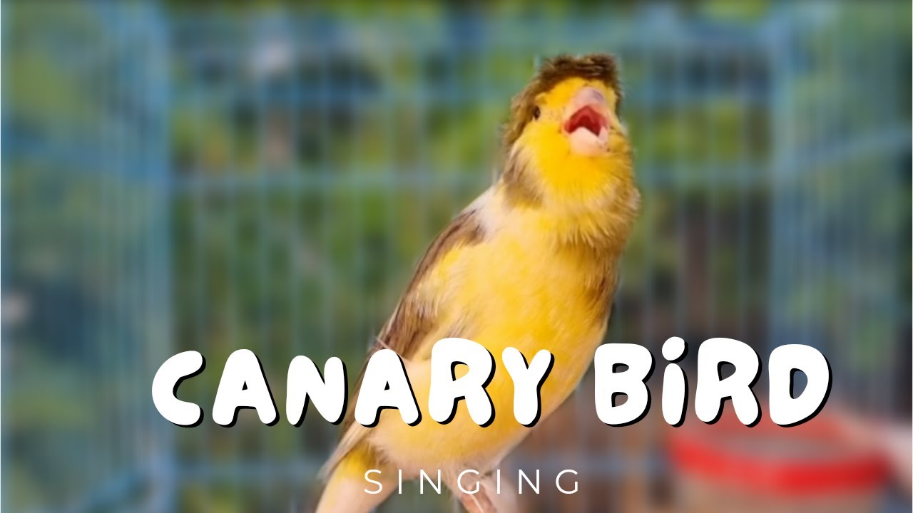 Canary Singing Song Video, Training Canaries #canary #canarysingingsong ...
