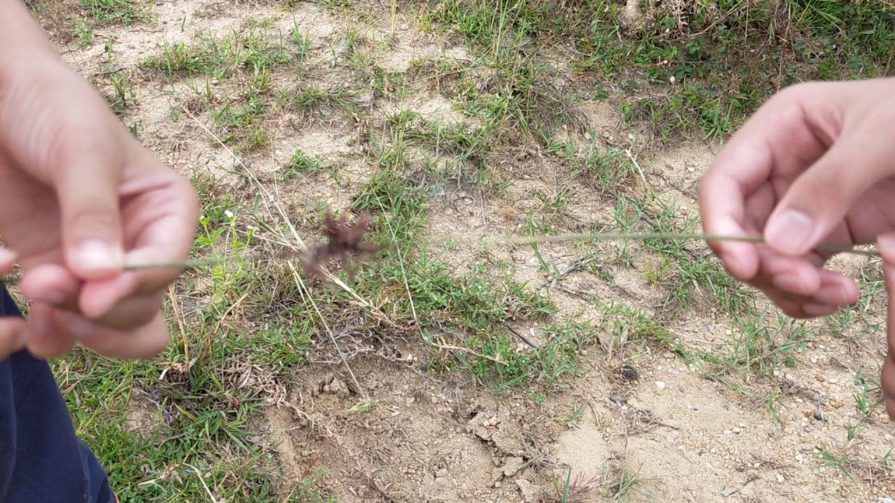 Lawan tarik kemuncup - YouTube