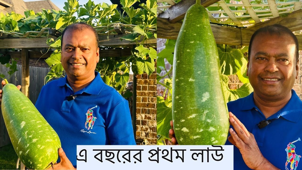 বাংলাদেশী লাউ ।।My First Bottle Gourd।।Bangladeshi Lau।। Deshi ...