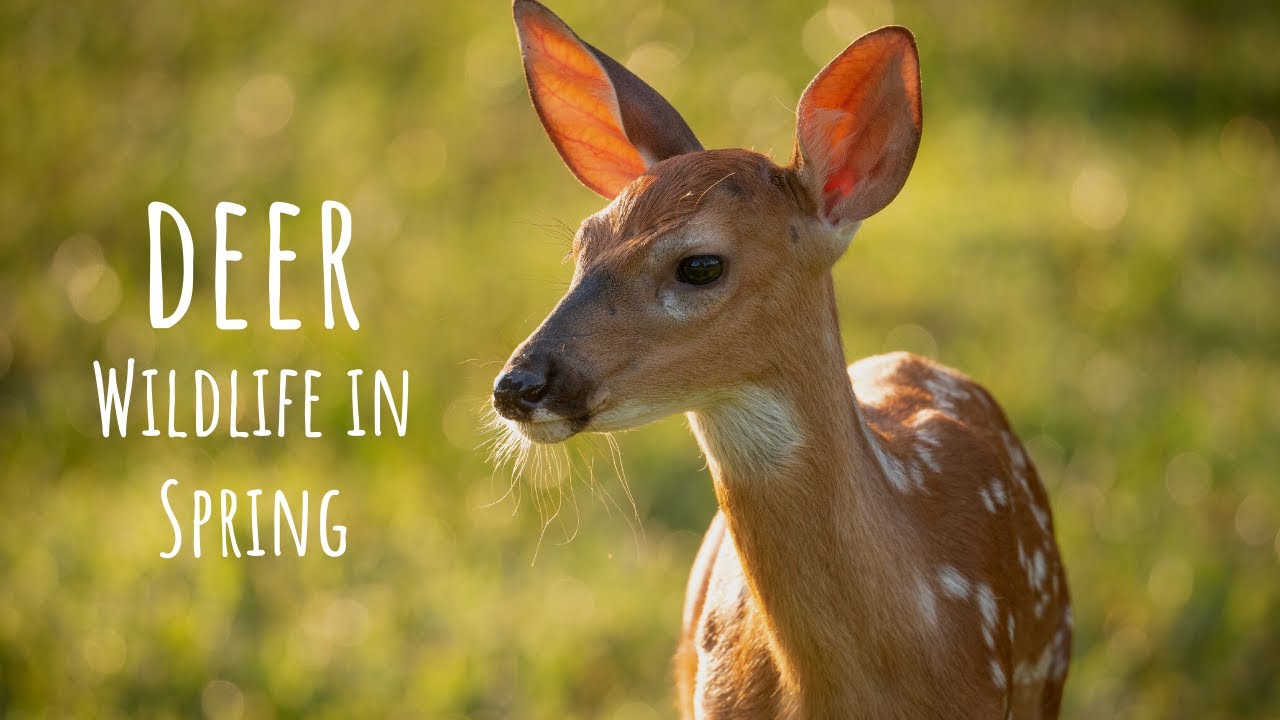 Wildlife in Spring: Deer - YouTube