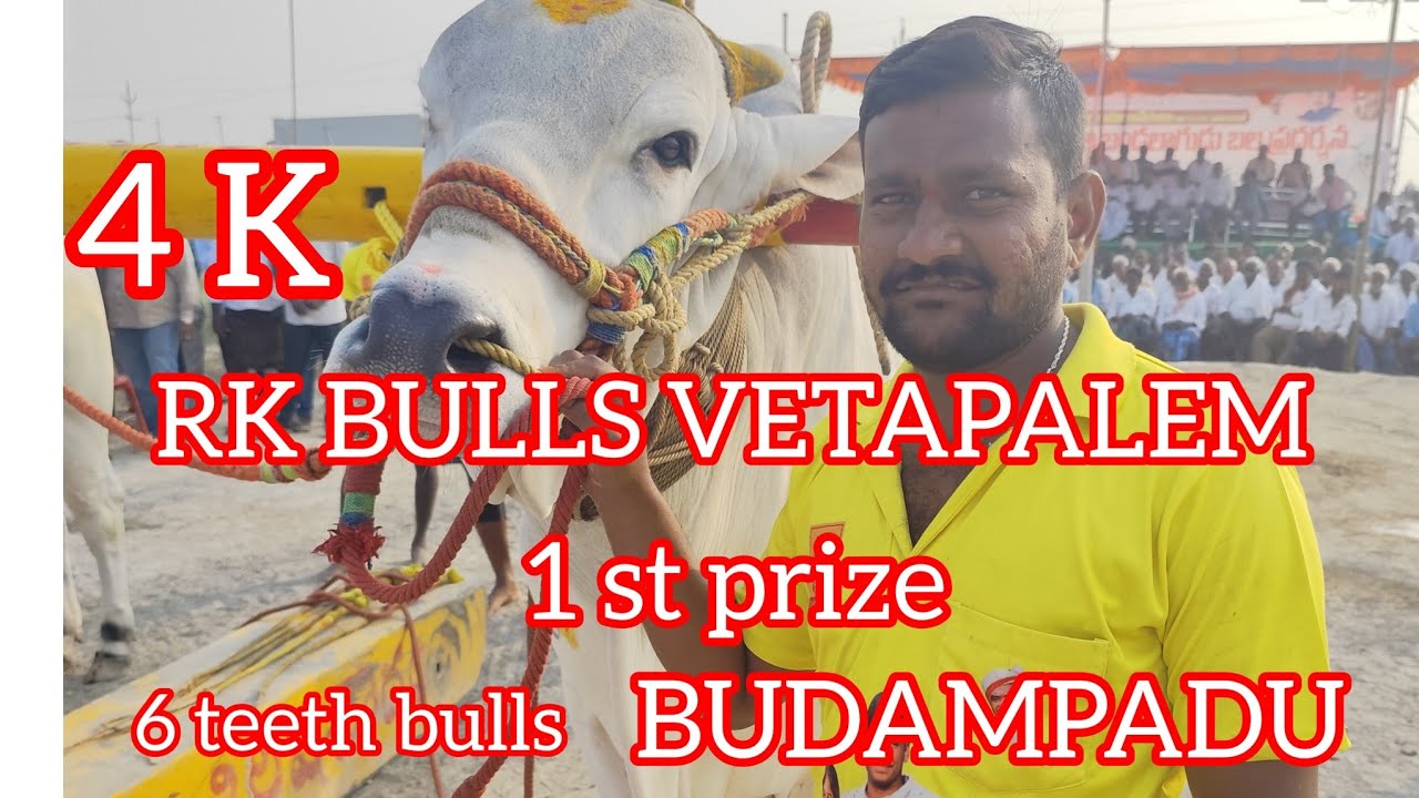 BUDAMPADU 6 TEETH 1 ST PRIZE RK BULLS VETAPALEM(సింహాచలం' అరుణాచలం ...