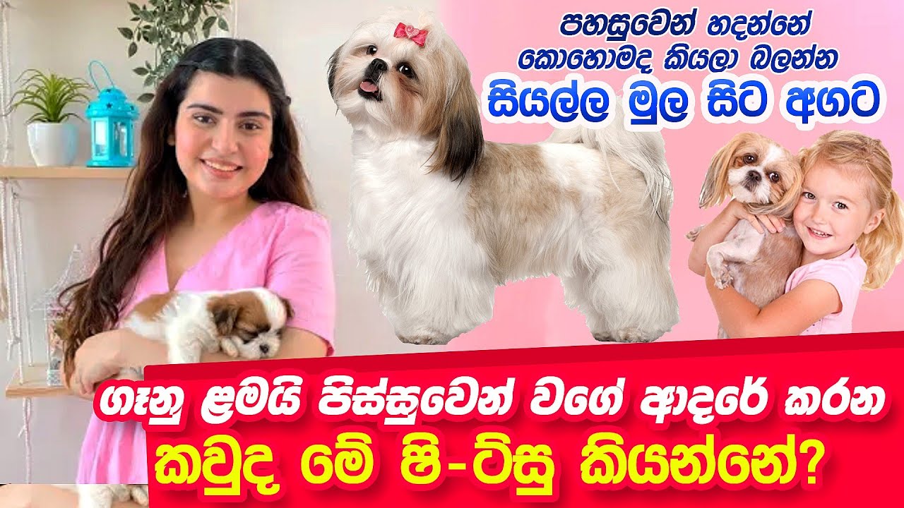 Shih tzu dog Sinhala | About Shih tzu Dog Breed |Puppy Video - YouTube