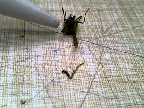 Break Dancing wasp - YouTube