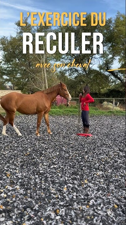 ℹ️ L’exercice du RECULER/RAMENER avec son cheval : pourquoi faire ⁉️ #equitation - YouTube