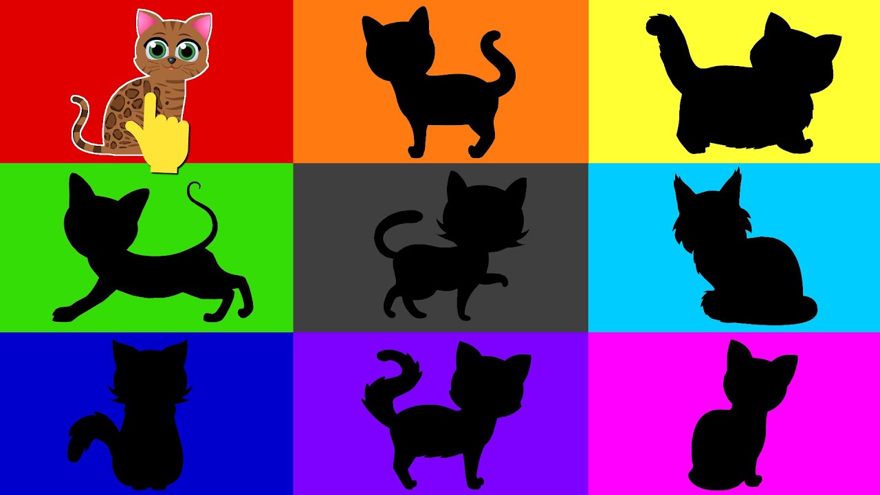 Pedigree Cats - Facts about Cats for Kids - Animal Learning Video - YouTube