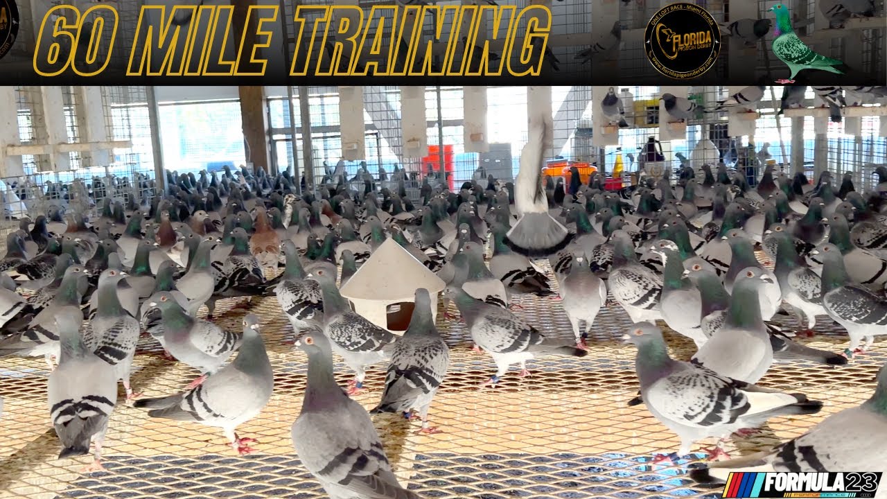 Florida Pigeon Derby 60 Mile Trainer Arrivals - YouTube