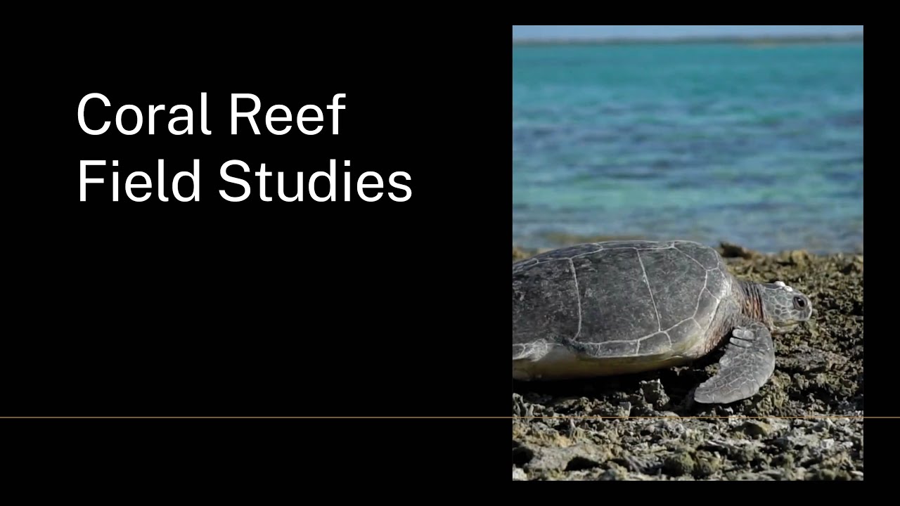 Coral Reef Field Studies - YouTube