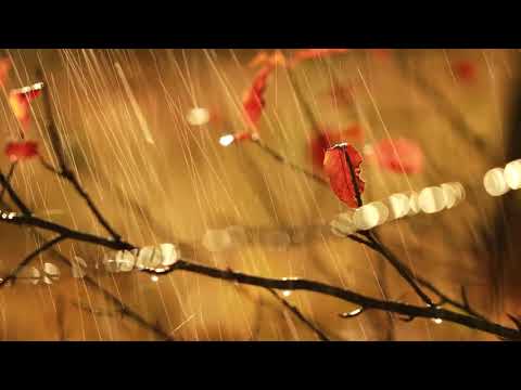 Heavy Rain Thunder with Bible Scripture: Psalms chpt 1, 23, 119 for Sleep and Meditation