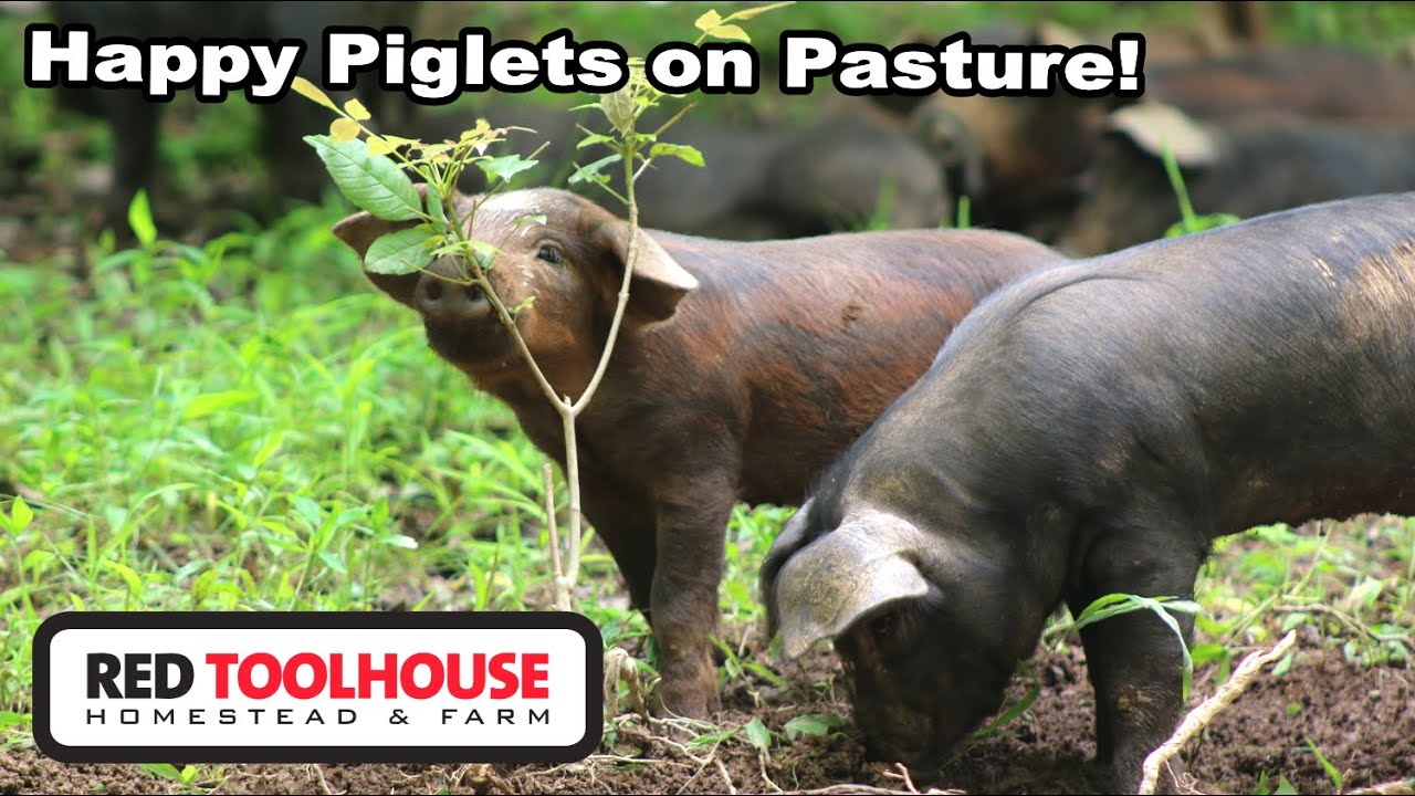 Just 15 minutes of HAPPY PIGLETS On PASTURE! - YouTube