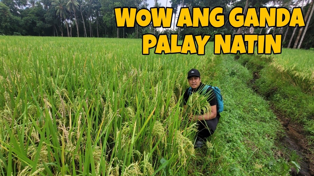 ANG GANDA BUNGA NG PALAY NATIN MALAPIT NA TAYO MAG ANI NG PALAY MGA KA ...