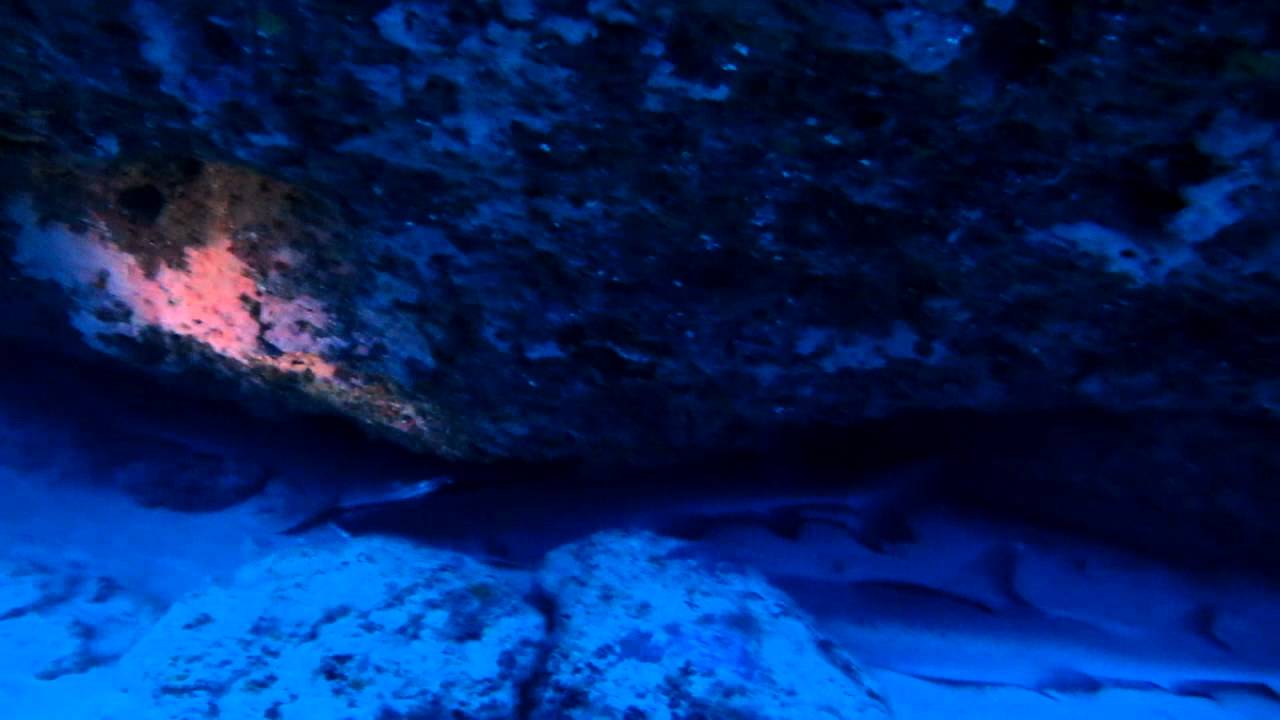 Scuba diving with White tip reef sharks at Bolo point in Okinawa Japan ...
