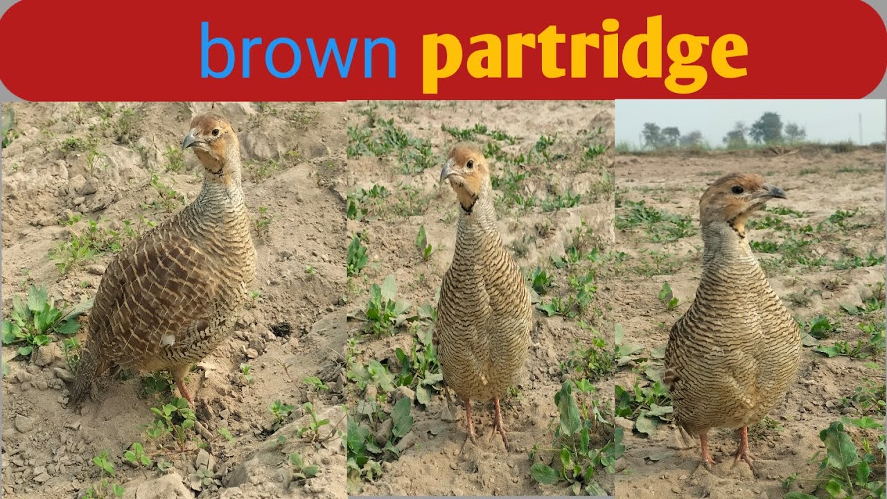 Brown Partridge pair love time ! Brown Partridge Beautiful voice ...