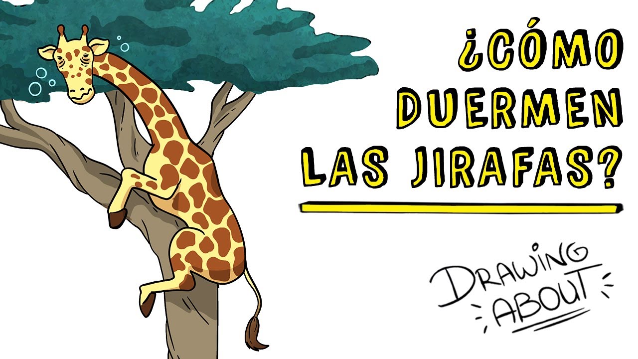¿CÓMO DUERMEN LAS JIRAFAS? (Y OTROS ANIMALES) | Draw My Life - YouTube