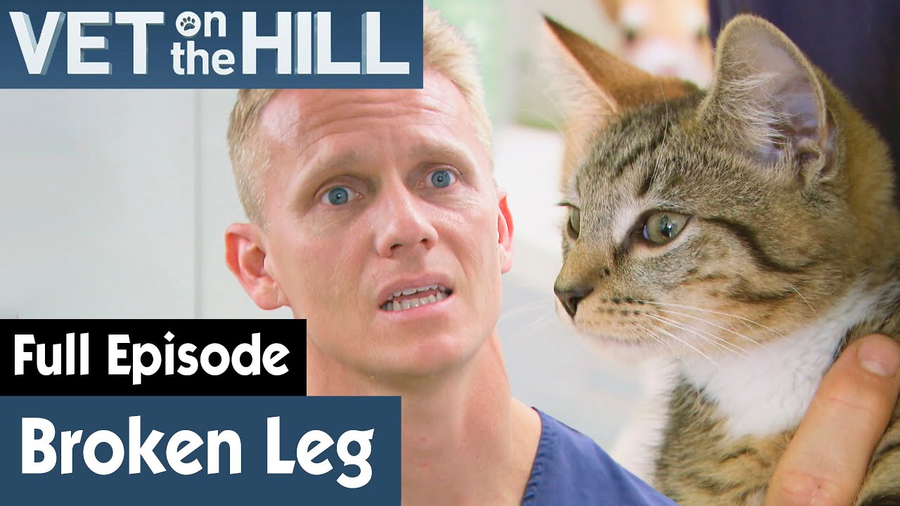 🐱 Cat’s Left Leg Needs A Salvage Procedure | FULL EPISODE | S03E04 ...