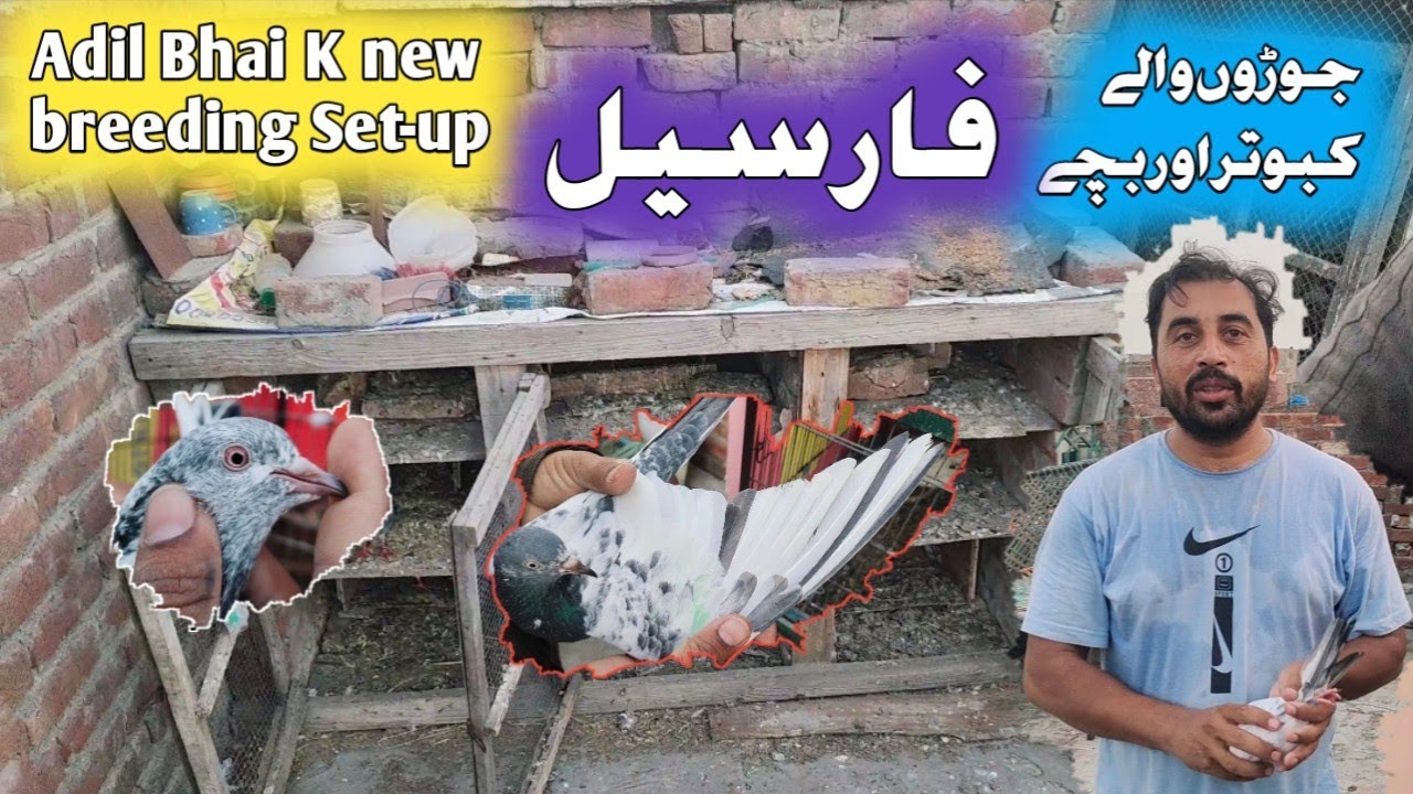 Adil Bhai ko Joro WALA Kabutr | For sale - YouTube