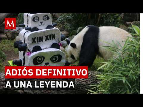 They announce that panda Xin Xin, who lives in Chapultepec, has entered the final stage of her life.
