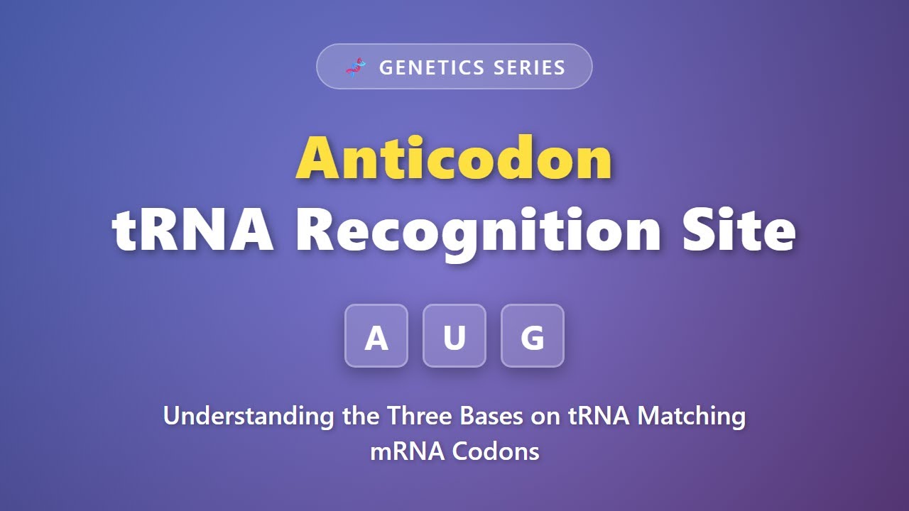 Anticodon Explained: tRNA Recognition Site & Codon Matching | Genetics ...