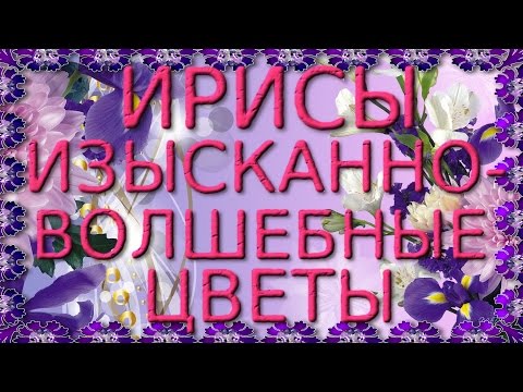 Ирисы Самые красивые цветы flowers Красивая видео открытка Музыка Вальс цветов Весеннее настроение