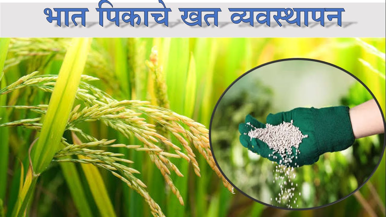 भात पिकाचे खत व्यवस्थापन | Rice Nutrient Management | Fertilizer ...
