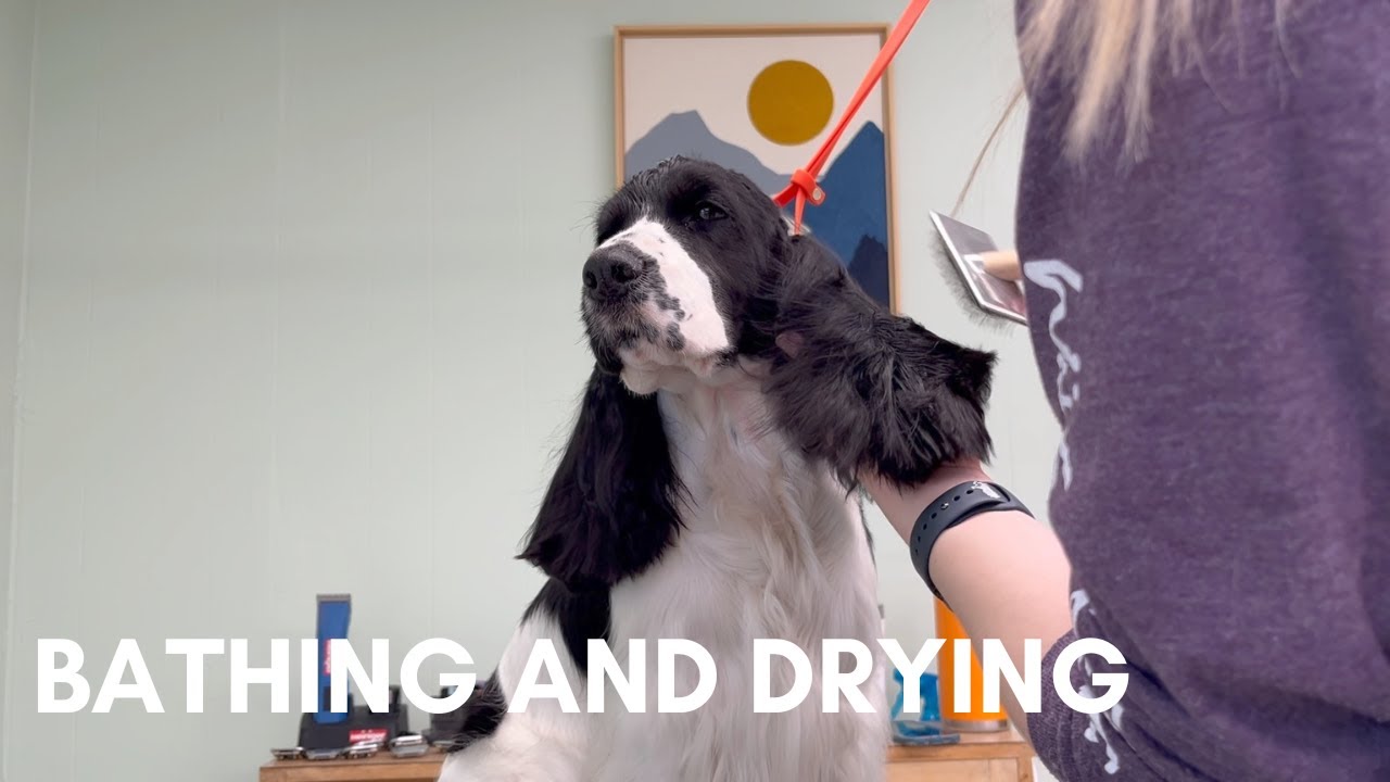 BATHING & DRYING | THE BASICS | DOG GROOMING - YouTube