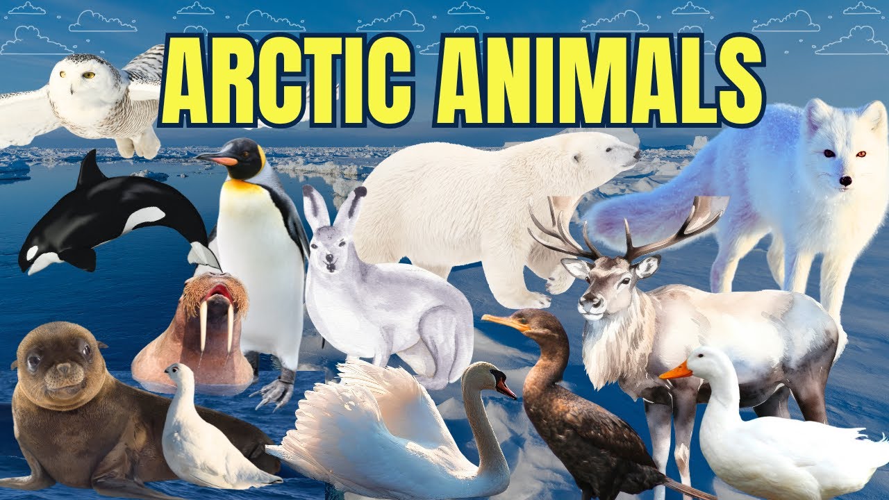 Fascinating Arctic Animals You Need to Know! | Fun & Educational ...