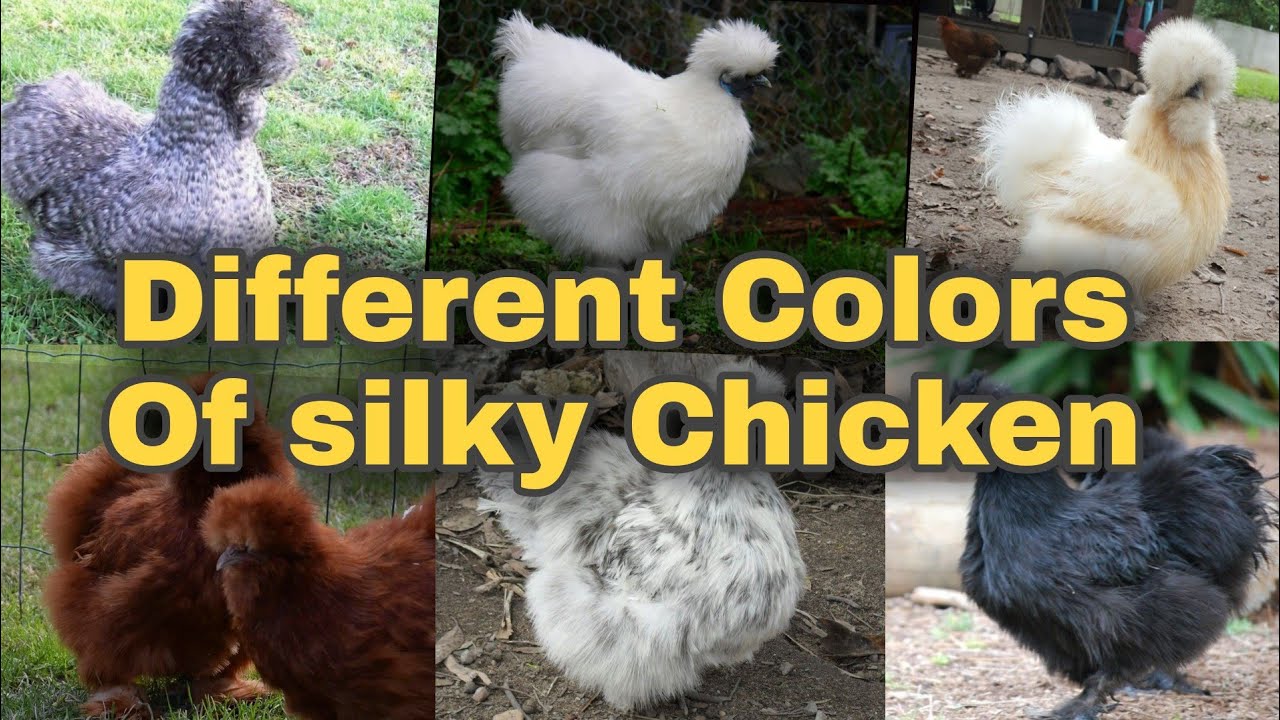 10 Different colors silky chicken | Cute silky chicken | Farming grow ...