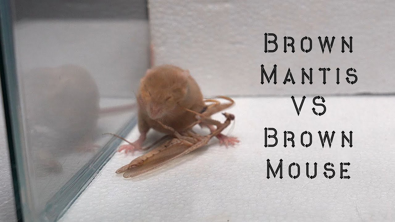 Praying Mantis Eating Mouse