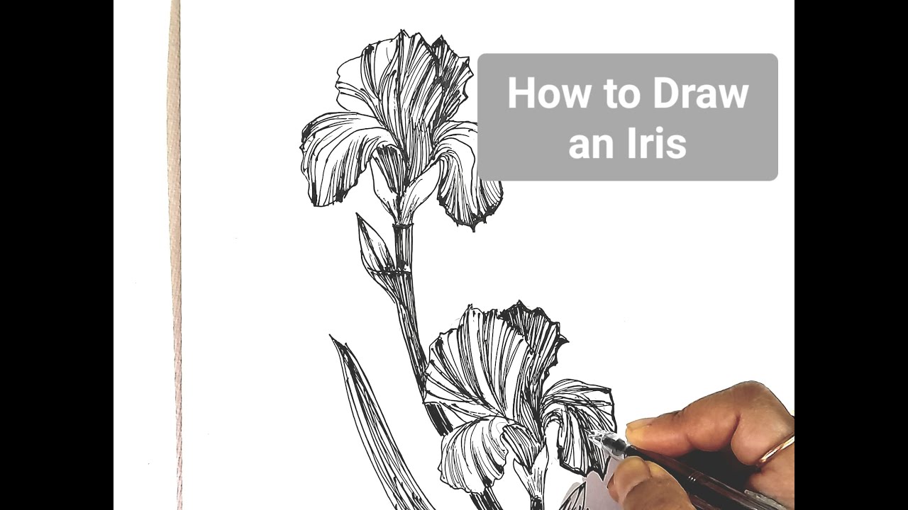 Pen Sketch | How to Draw an Iris - YouTube