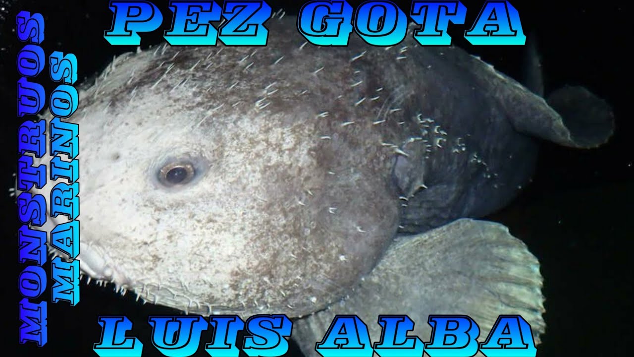 Pez Gota - Luis Alba | MONSTRUOS MARINOS - YouTube