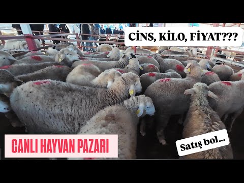 CANLI HAYVAN PAZARI KÜÇÜKBAŞ FİYATLARI CİNS KİLO FİYAT SATIŞ BOL. #hayvanpazari #küçükbaş #pazarlık
