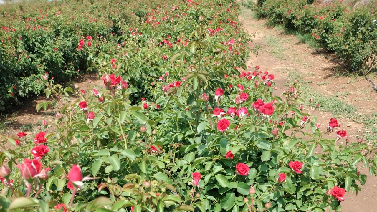 merabul button rose 🌹 plant more information cl me 7259232379 # ...