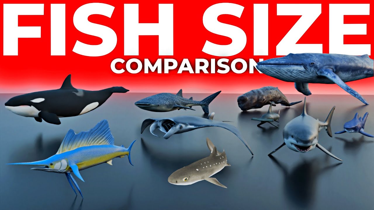 Fish Size Comparison 3D | 3D Size Comparison | 3D Comparison - YouTube