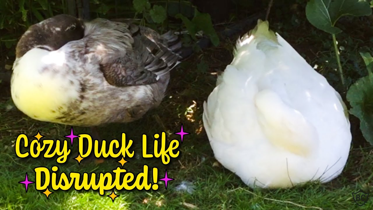 Cozy Duck Life - Until THIS Happened! - YouTube