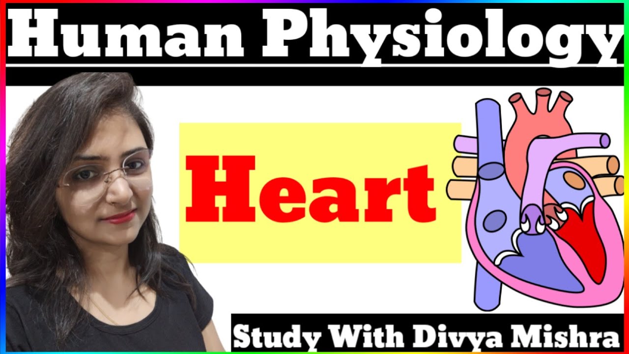 Human Heart || BLOOD Circulatory System BY DIVYA MA'AM || #divyamishra ...