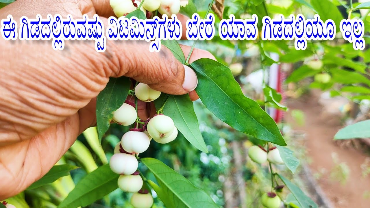 ಈ ಗಿಡದಲ್ಲಿರುವ ಸತ್ವ ನಿಮಗೆ ಗೋತ್ತಾ? | Benefits of Multi Vitamin Plant ...
