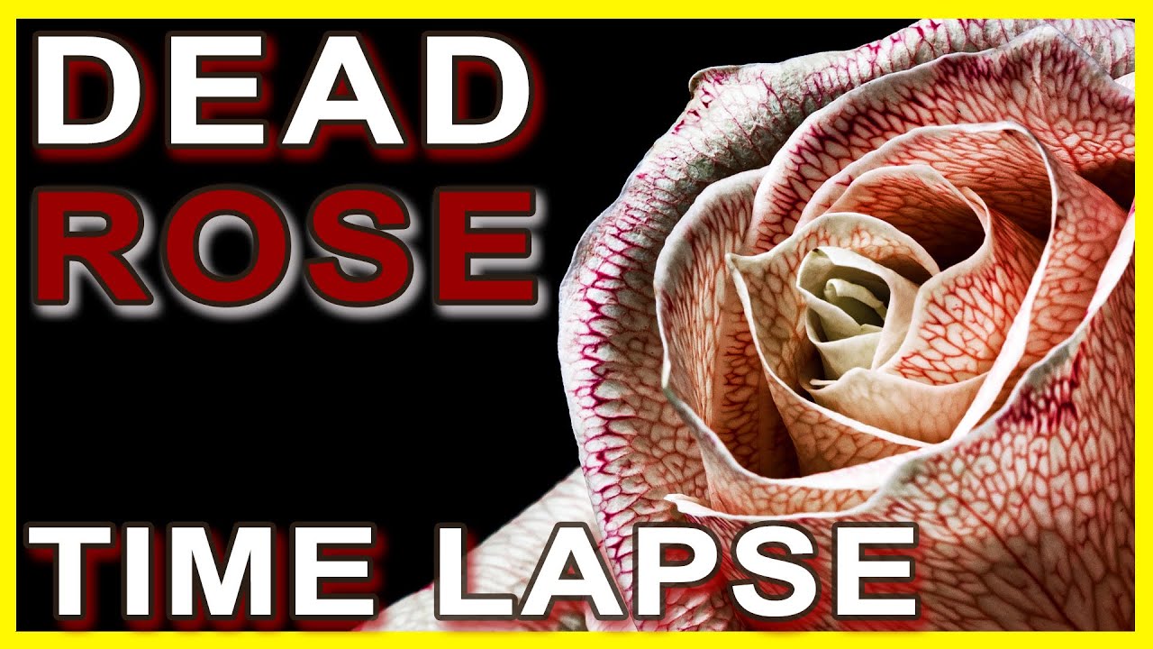Dying Rose Flower Time Lapse - YouTube