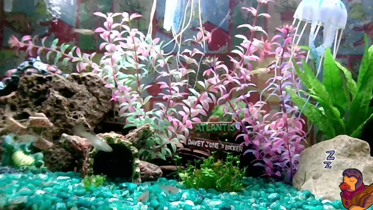 Live Fish Tank - YouTube