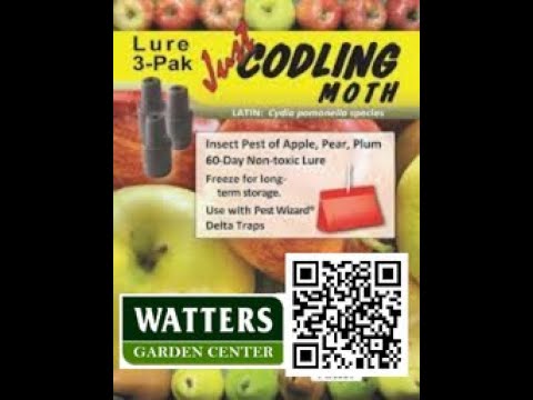 Codling Moth Trap Kit - YouTube