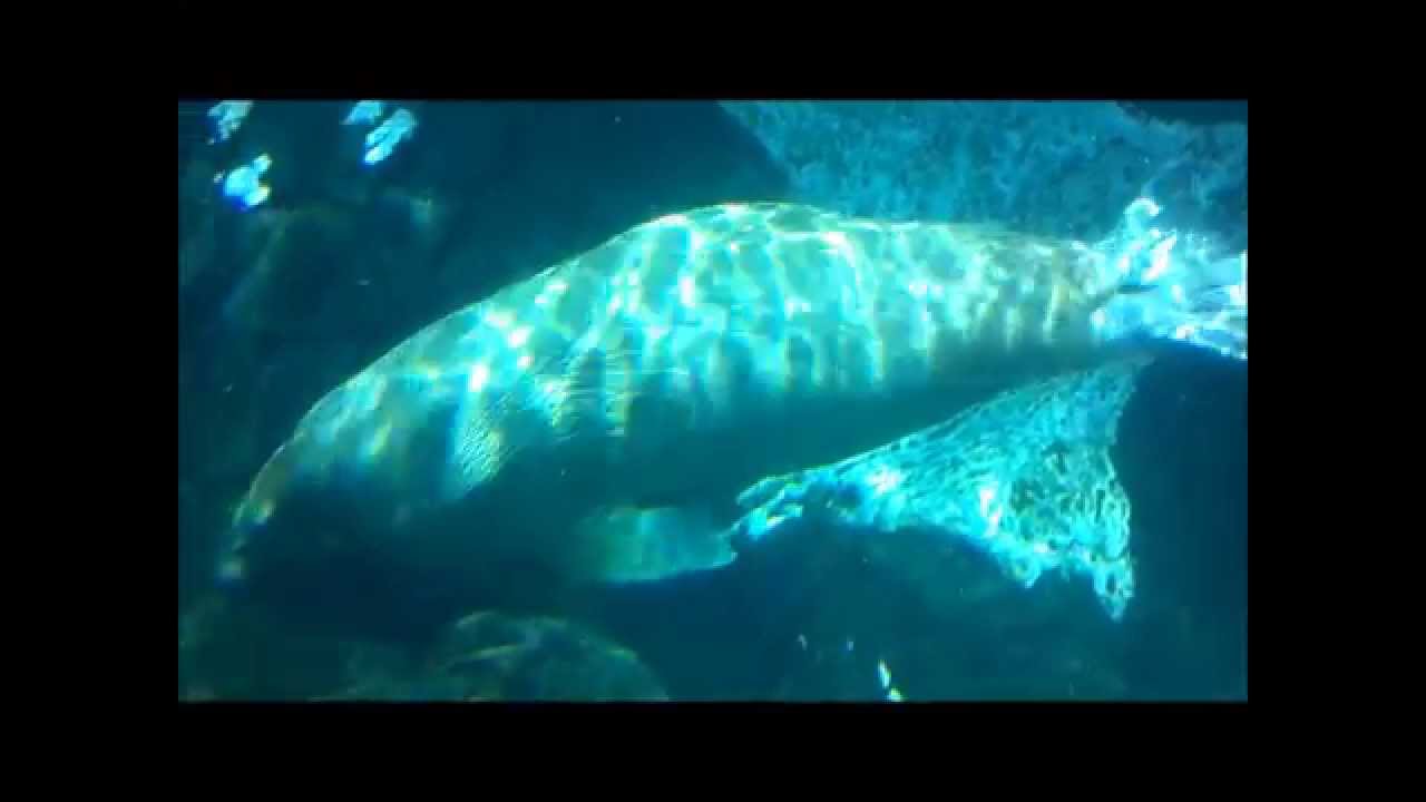 SeaWorld San Diego in the Wild Arctic - Baluga Whales, Polar Bears and ...